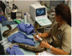 Every night, this woman slept next to her pet snake, but suddenly ...