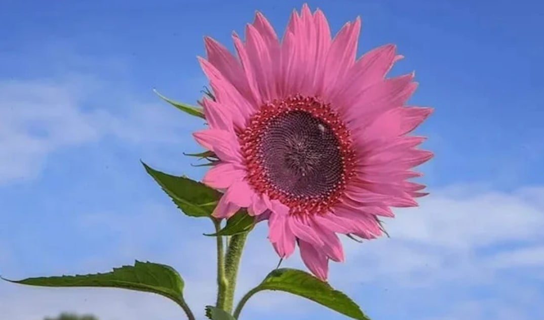 Pink Sunflowers - Story Url