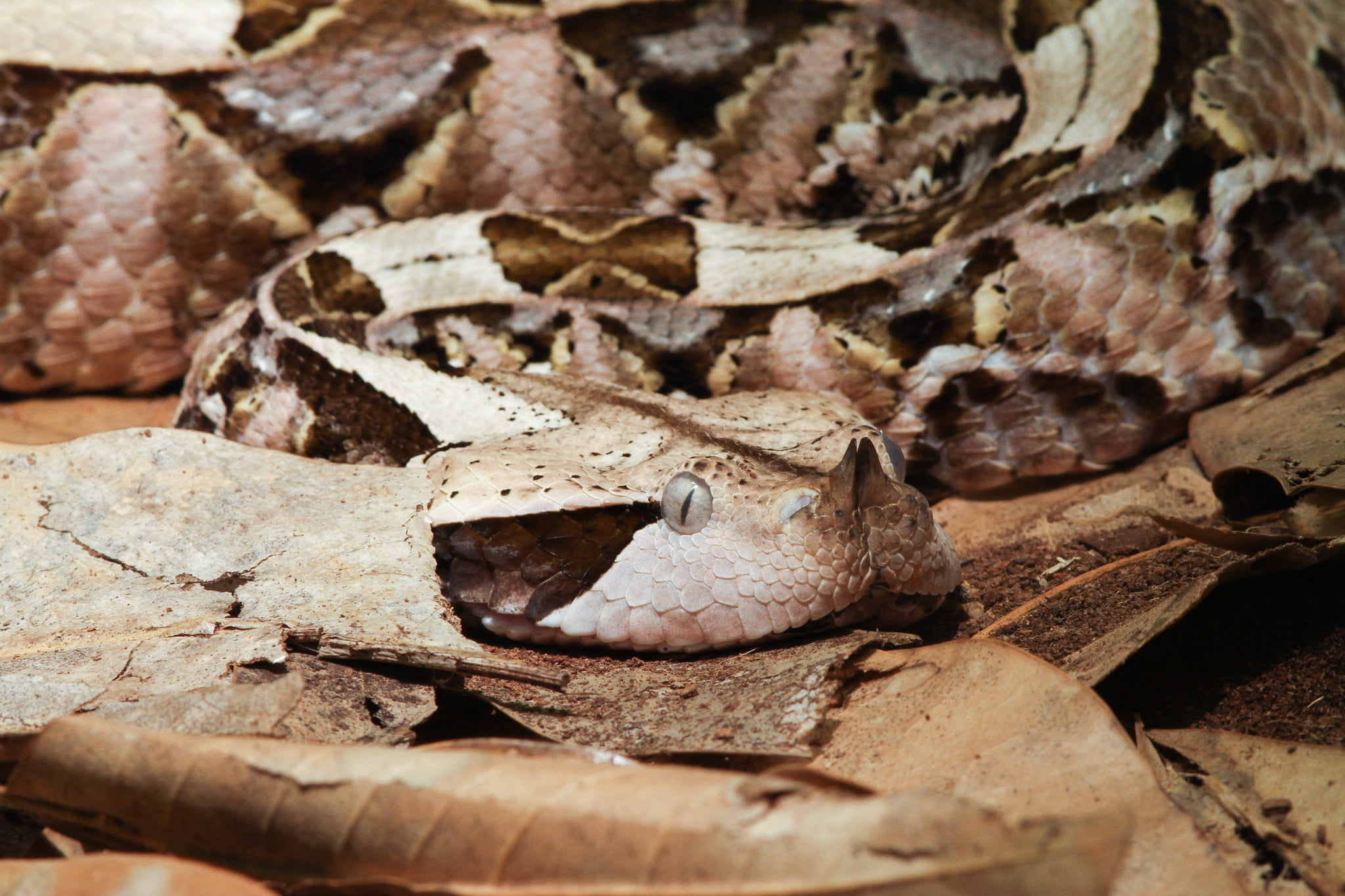 Unveiling the enigmatic Gaboon Viper: Nature’s master of camouflage and ...