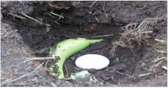You can avoid using chemical fertilizers by using a miracle fertilizer ...