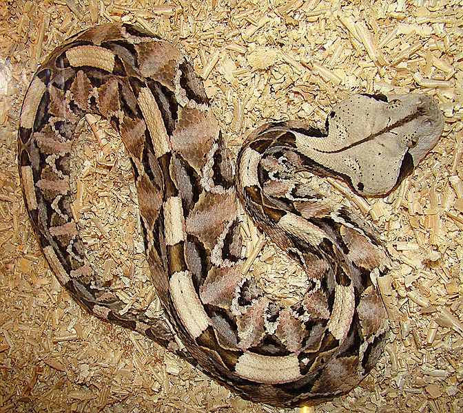 Unveiling the enigmatic Gaboon Viper: Nature’s master of camouflage and ...