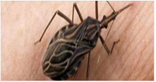 These bugs come out at nighttime, and attacking victims, they silently ...