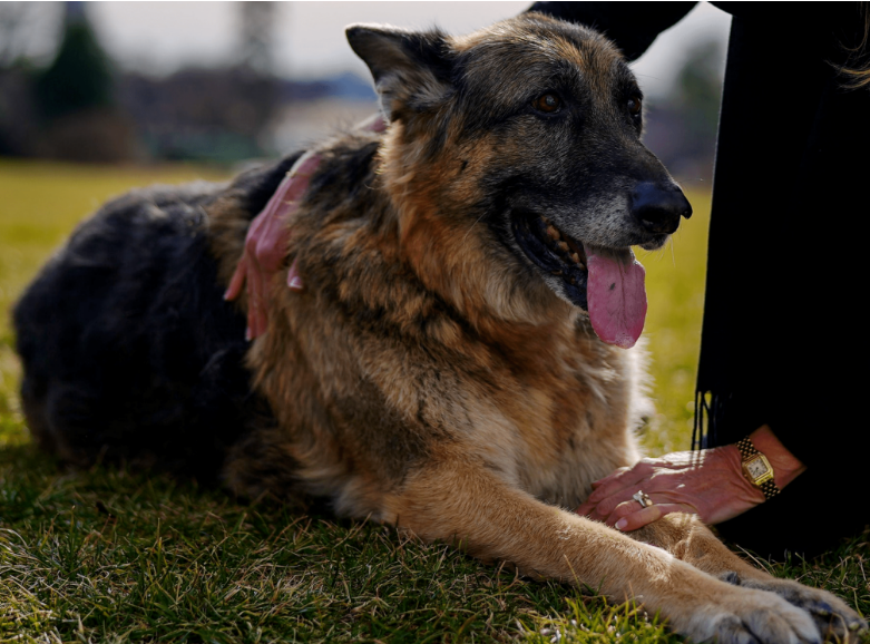 The Bidens have announced the death of Champ, their ‘adoring’ German ...